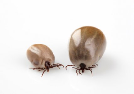 Southern Tick-Associated Rash Illness